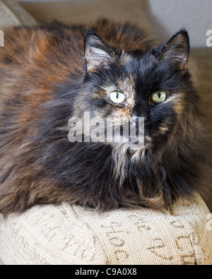 Long Hair tortoiseshell cat Stock Photo - Alamy