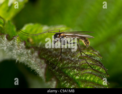 Window Gnat (Sylvicola fenestralis Stock Photo - Alamy