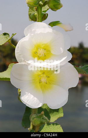 Garden Flower at Anand Sagar Garden Complex, Shegaon, Maharashtra State ...