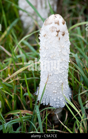 Shaggy ink cap (Coprinus comatus) in mixed forest, Bavaria, Germany ...