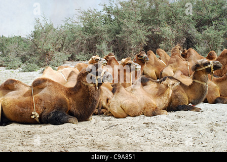 two-humped camels in the winter Stock Photo - Alamy