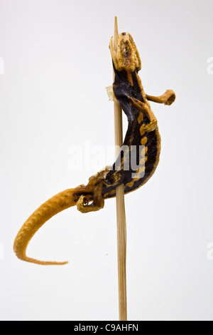 Fried Salamander on a stick at Donghuamen Night Market Beijing China ...
