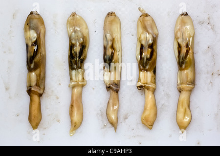 Cooked Razor Clams without shells - An example of the strange or weird ...