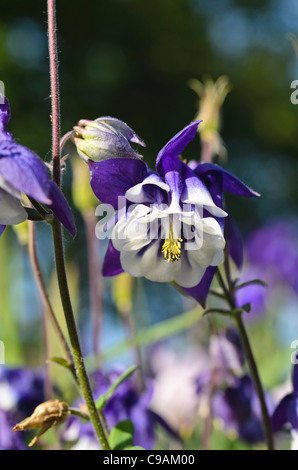 Purple and white Columbine flowers (Aquilegia) growing at the base of ...
