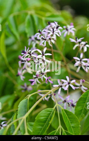 White cedar (Melia azedarach Stock Photo - Alamy