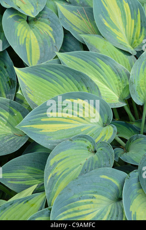Hosta June, Leaf, Plantain Lily, Variegated, Hosta, Leaves, Portrait ...