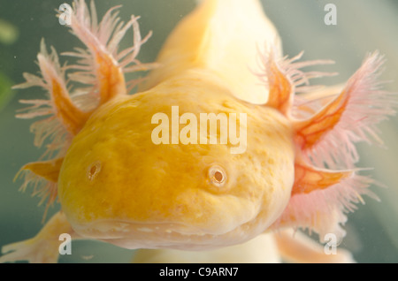 yellow etiolation American Axoloto salamander newt isolated on white ...