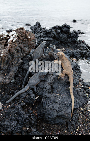 marine iguana with lizard Stock Photo - Alamy