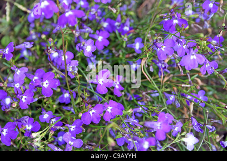 Lobelia, lobelia, erinus Stock Photo - Alamy