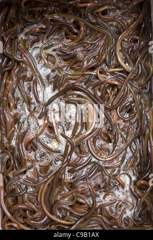 Live Worms on sale in Market Hanoi Vietnam Stock Photo - Alamy