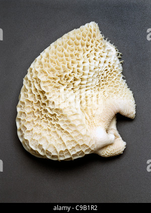 Tripe Stomach Meat - Close Up - An example of the strange or weird food ...