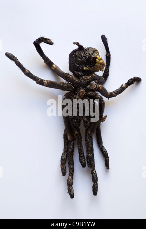 Stir Fried Tarantula Spider as sold at street food market in Cambodia ...