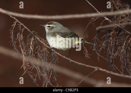 North American Warblers Palm Warbler Stock Photo - Alamy