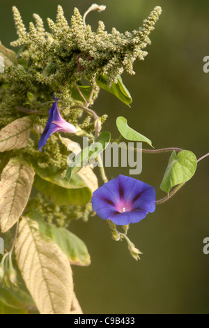 Purple morning glory on Green PVC covered chain link fence Stock Photo ...