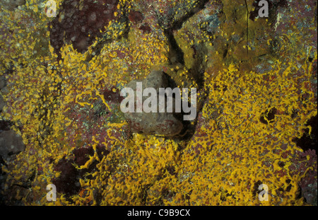Bath sponge (Spongia officinalis - Euspongia officinalis) Mediterranean ...