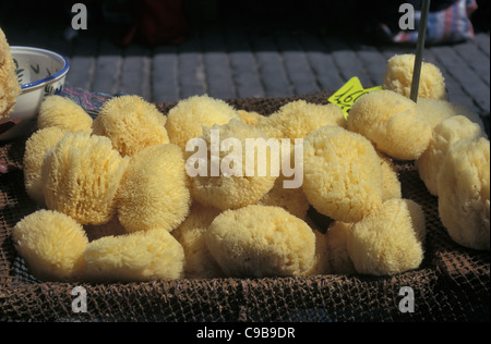 Bath sponge (Spongia officinalis - Euspongia officinalis) Mediterranean ...