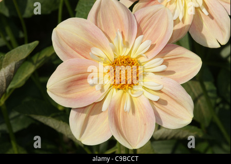 April Heather Dahlia Stock Photo - Alamy