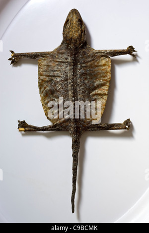 Dried Lizard and ingredient for medicinal soup in Thailand Stock Photo ...