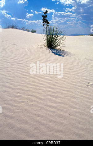 Low angle view of sand dune in the Råbjerg Mile which is a migrating or ...