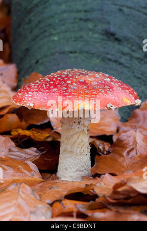 A closeup of a Fly Agaric mushroom surrounded by plants outdoors Stock ...