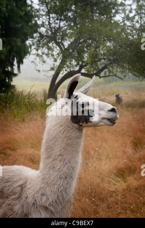 Llamas provide protection from predators such as coyotes and wolves to ...