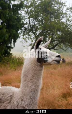 Llamas provide protection from predators such as coyotes and wolves to ...