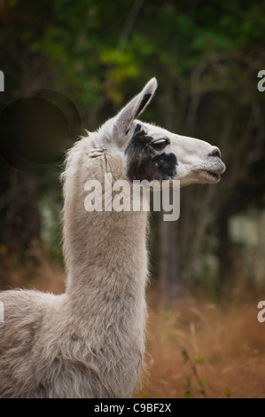 Llamas provide protection from predators such as coyotes and wolves to ...