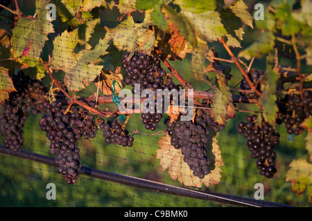 Regent red grapes ready for picking Stock Photo - Alamy