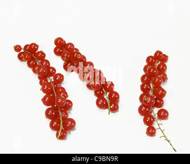 red currants on white background Stock Photo - Alamy