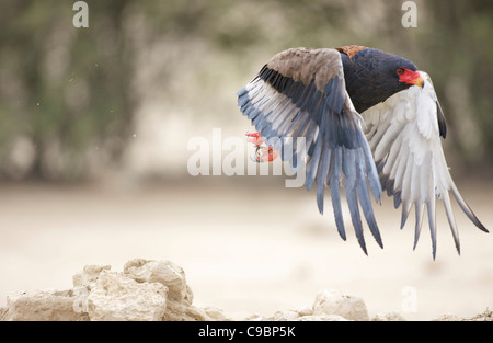 Bateleur Eagle in flight Stock Photo - Alamy