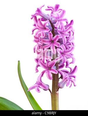 Close up of a pink hyacinth (hyacinthus orientalis) flower in bloom ...