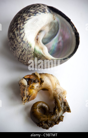 Cooked Winkle or Periwinkle Stock Photo - Alamy