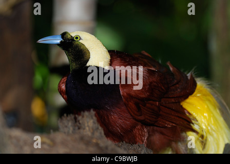 Greater bird-of-paradise (Paradisaea apoda Stock Photo - Alamy