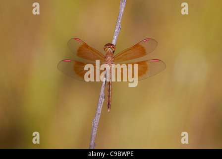 Painted Grasshawk Dragonfly Neurothemis stigmatizans stigmatizans ...