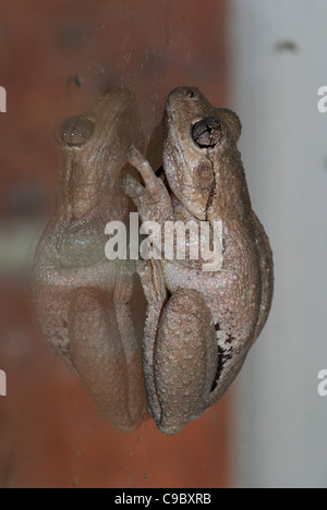 Peron's Tree Frog (Litoria peronii), also known as Emerald-spotted Tree ...