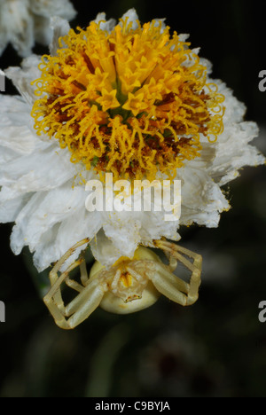 Flower Spiders (Diaea Stock Photo - Alamy