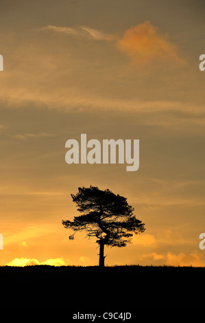tree on Longridge Fell at sunrise Stock Photo - Alamy