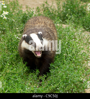 Teeth of Badger Stock Photo - Alamy