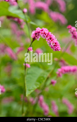 Oriental knotweed (Persicaria orientalis syn. Polygonum orientale Stock ...