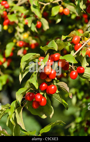 Fruits of Cornelian cherry, European cornel or Cornelian cherry dogwood ...