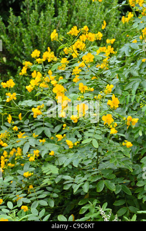 Senna (Senna spectabilis syn. Cassia spectabilis Stock Photo - Alamy