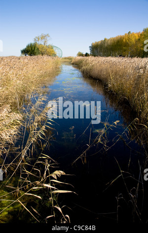 Yellow reed in the field. Bright natural background with sunset ...