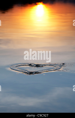 Heart shaped water ripple on the surface of a lake in India at sunrise ...