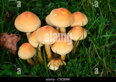 Small toadstools in a lawn viewed from above Stock Photo - Alamy