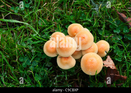 Small toadstools in a lawn viewed from above Stock Photo - Alamy