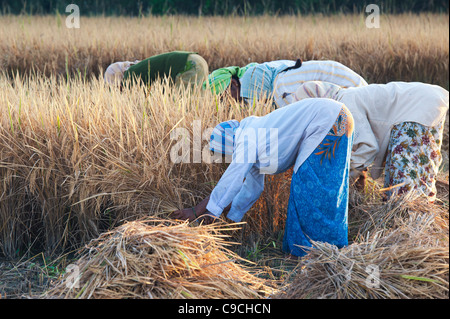 Indian women cutting rice in the middle of a ripe paddy field with a ...