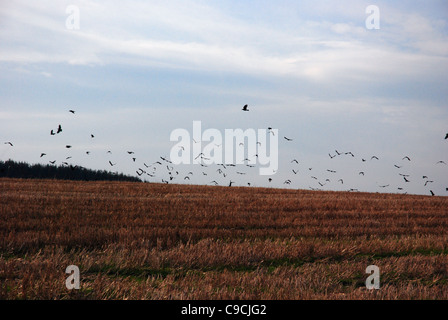 Crows over straw stubble Stock Photo - Alamy
