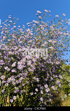 Smooth blue aster flowers (Aster laevis), a native wildflower of the ...