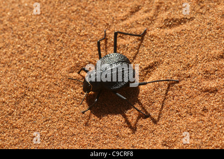 Namib desert beetle Stock Photo: 56531457 - Alamy