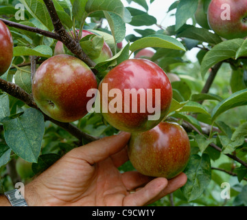 Raw Organic Red Mcintosh Apples Ready for Eating Stock Photo - Alamy